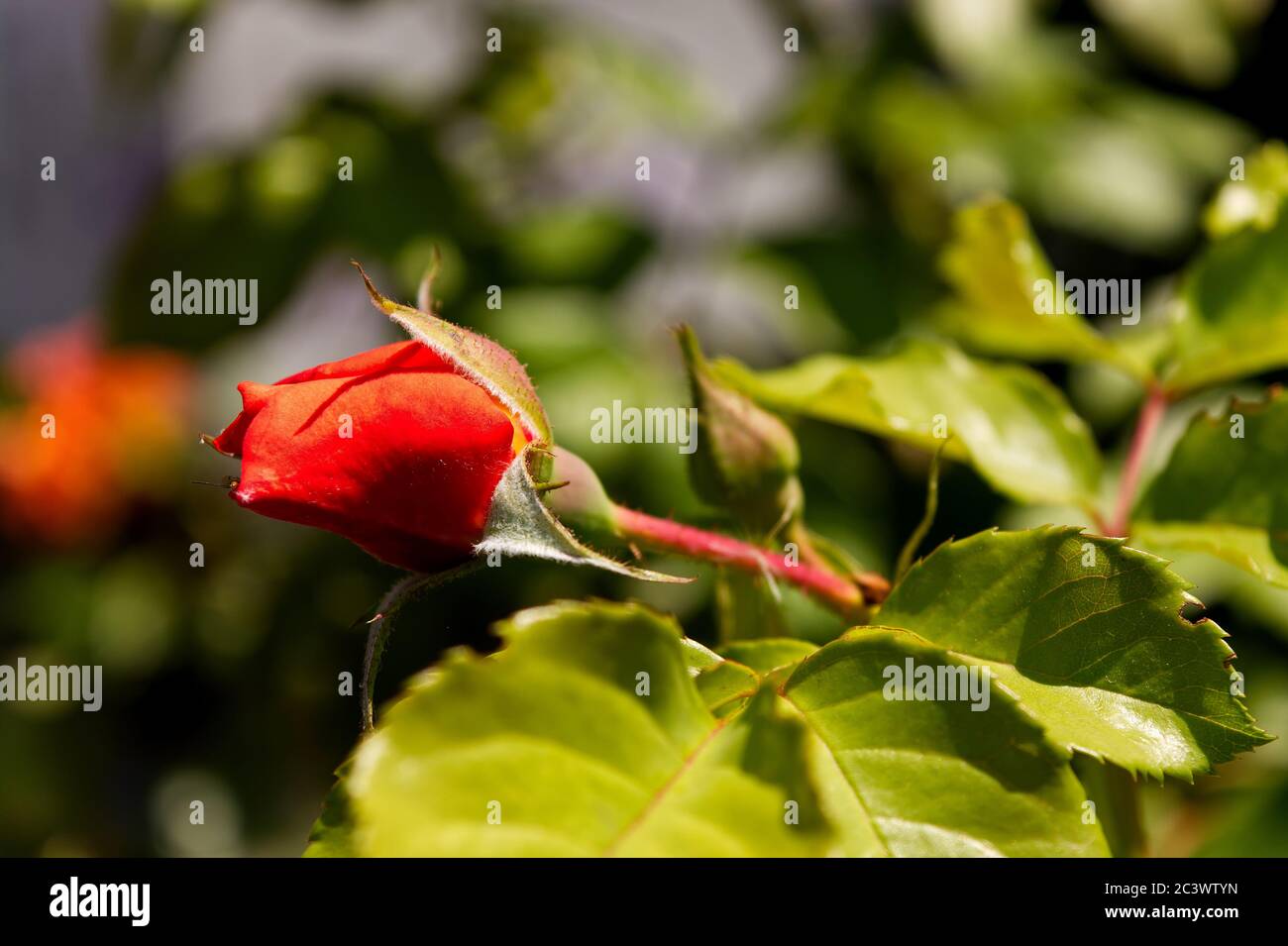 Red rose and green leaves, close-up photo of a red rose Stock Photo - Alamy