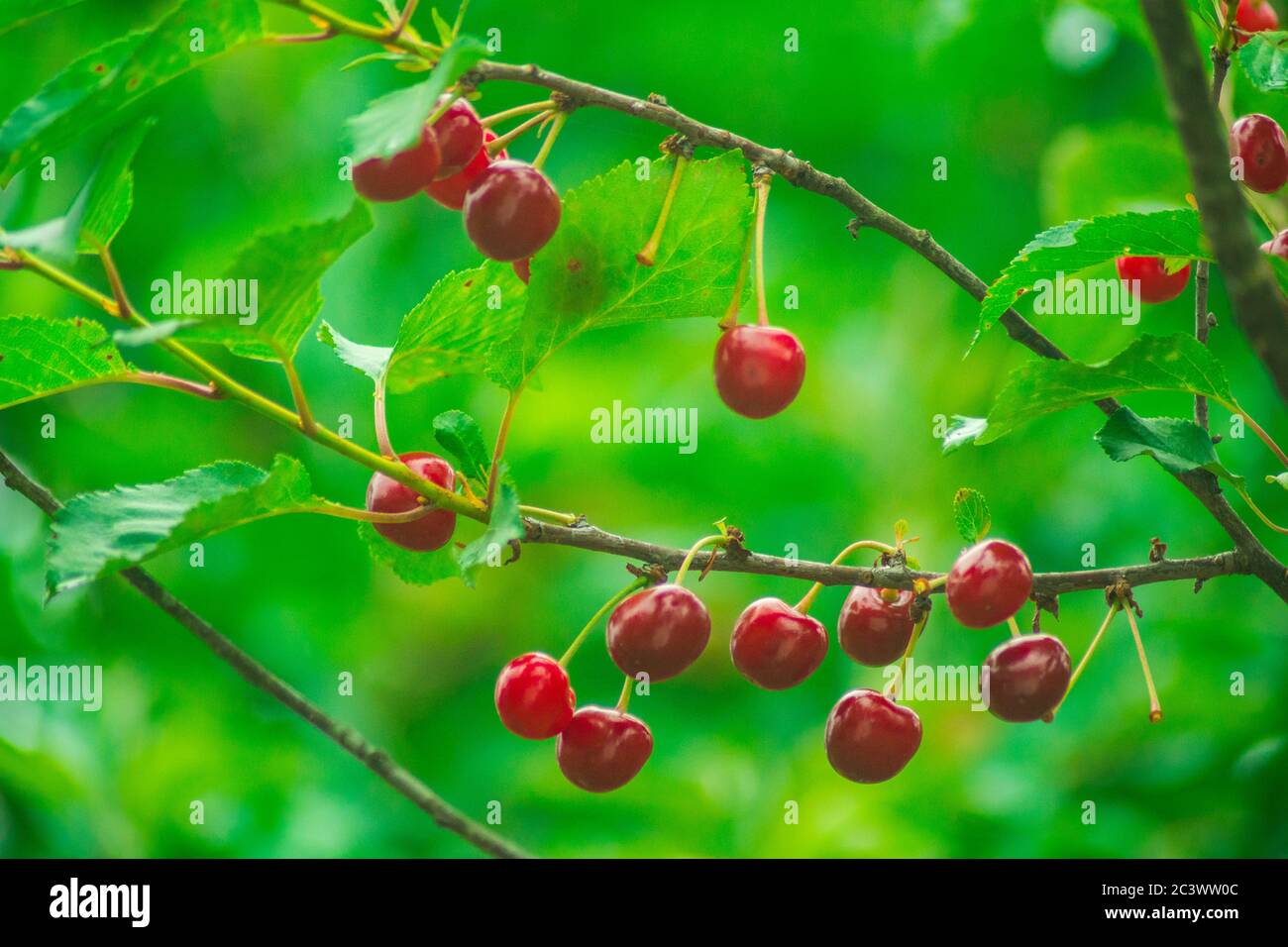 Cherry on a tree Stock Photo - Alamy