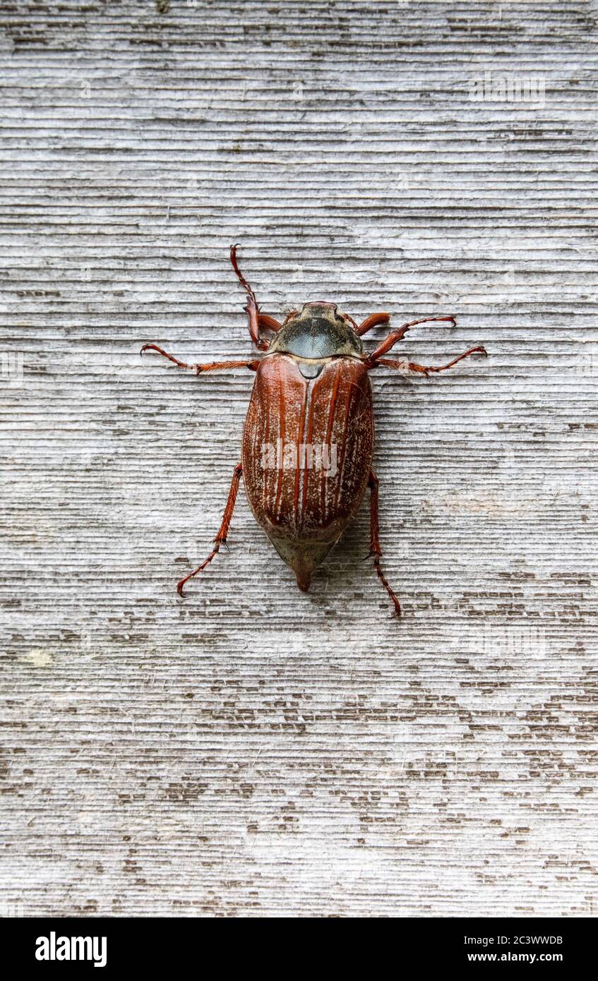 Chafer bug hi-res stock photography and images - Alamy