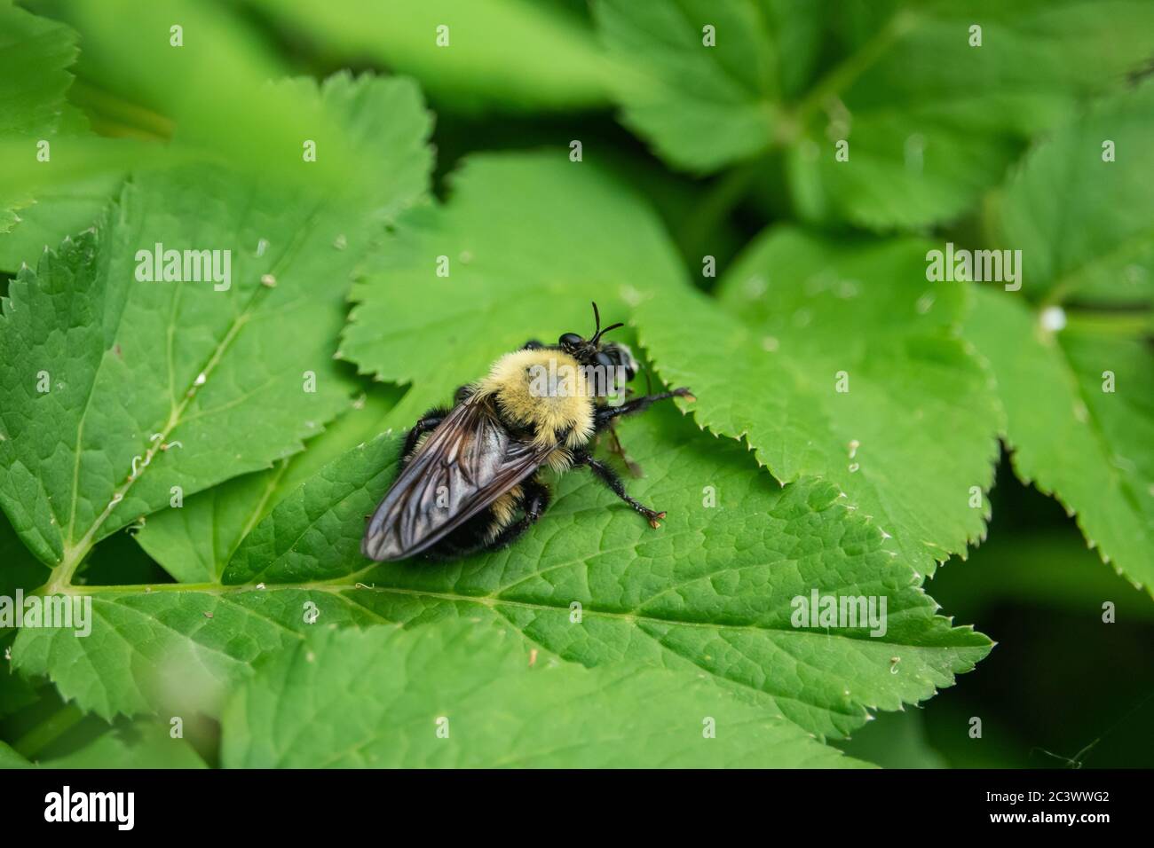 Yellow robber fly with prey hi-res stock photography and images - Alamy