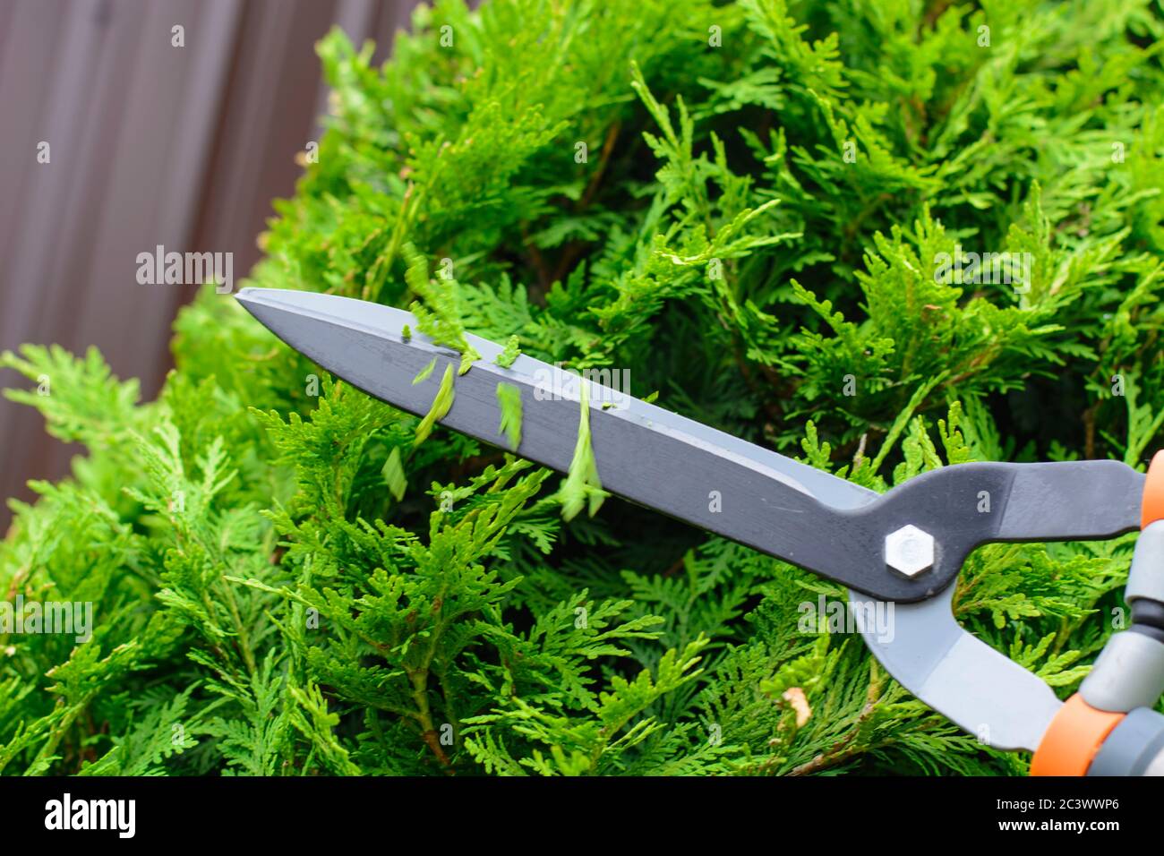 Hands are cut bush clippers in garden Stock Photo - Alamy