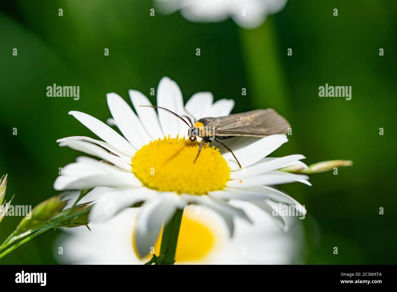 Yellow Collared Scape Moth on Ox Eye Daisy Stock Photo - Alamy