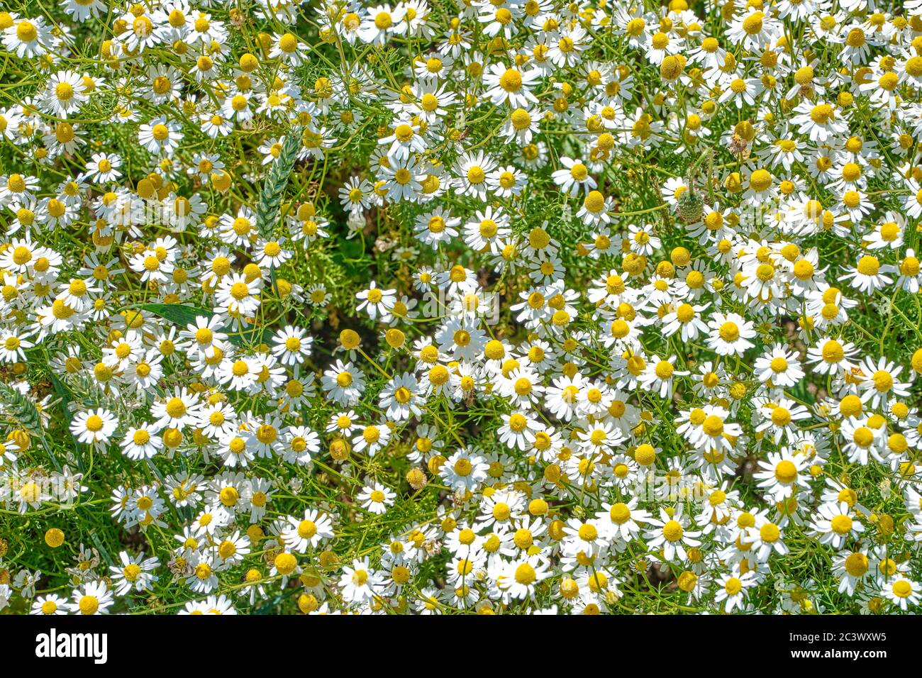 Chamomile field, blooming camomile close-up, in the sunlight Stock ...