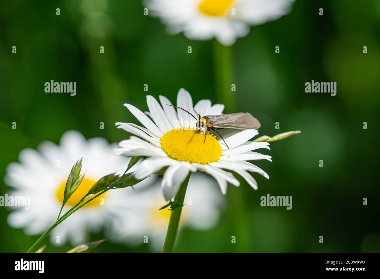 Ox eye moth hi-res stock photography and images - Alamy
