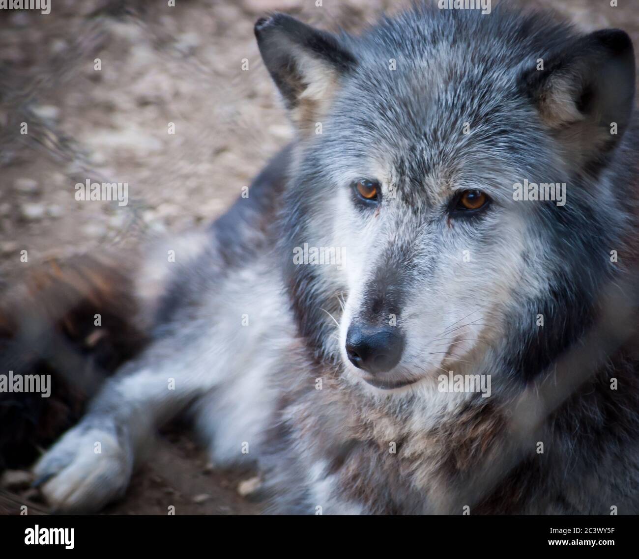 White Wolf With Gold Eyes