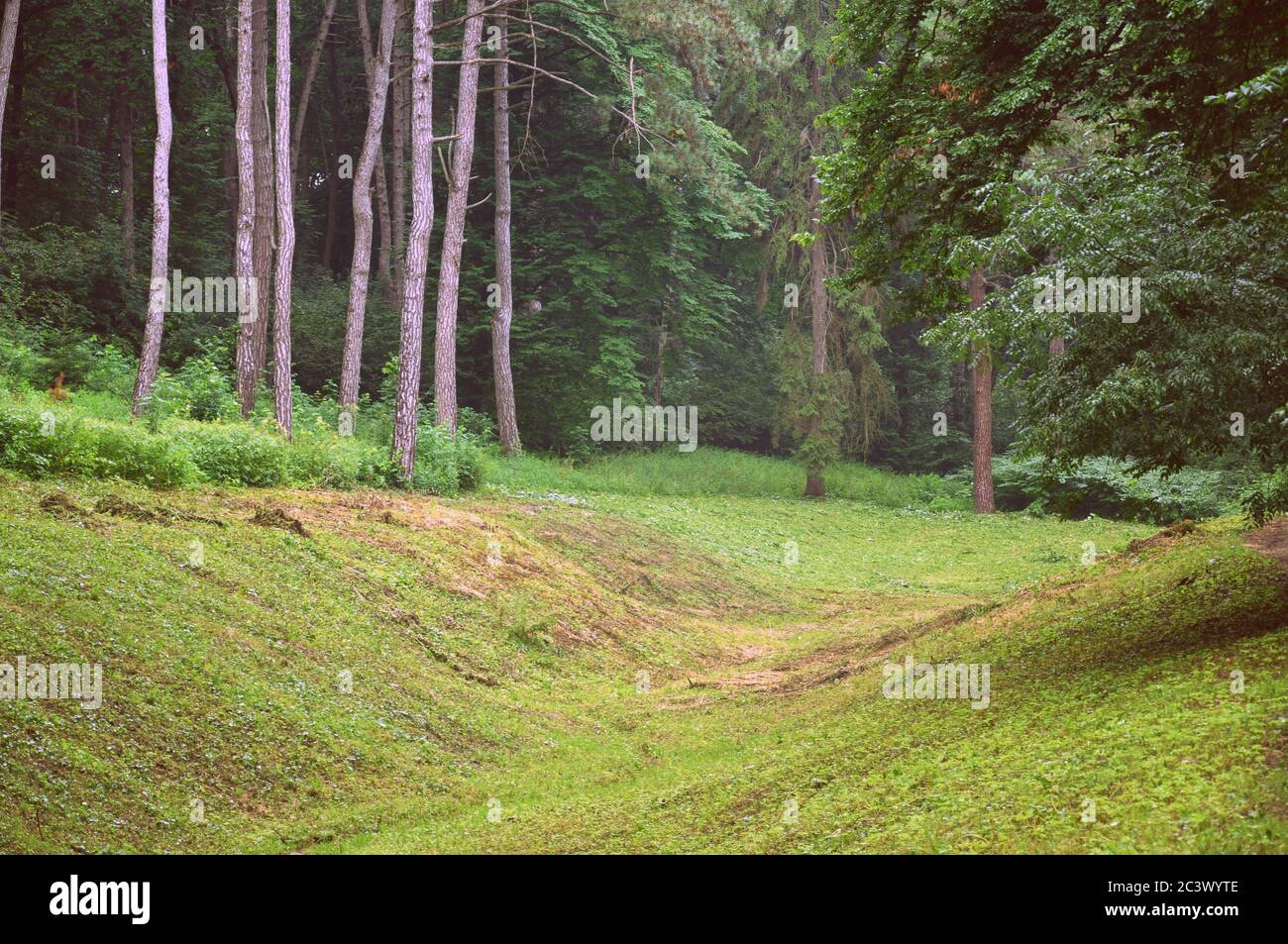 Forest hollow, covered with grass, surrounded by coniferous and ...