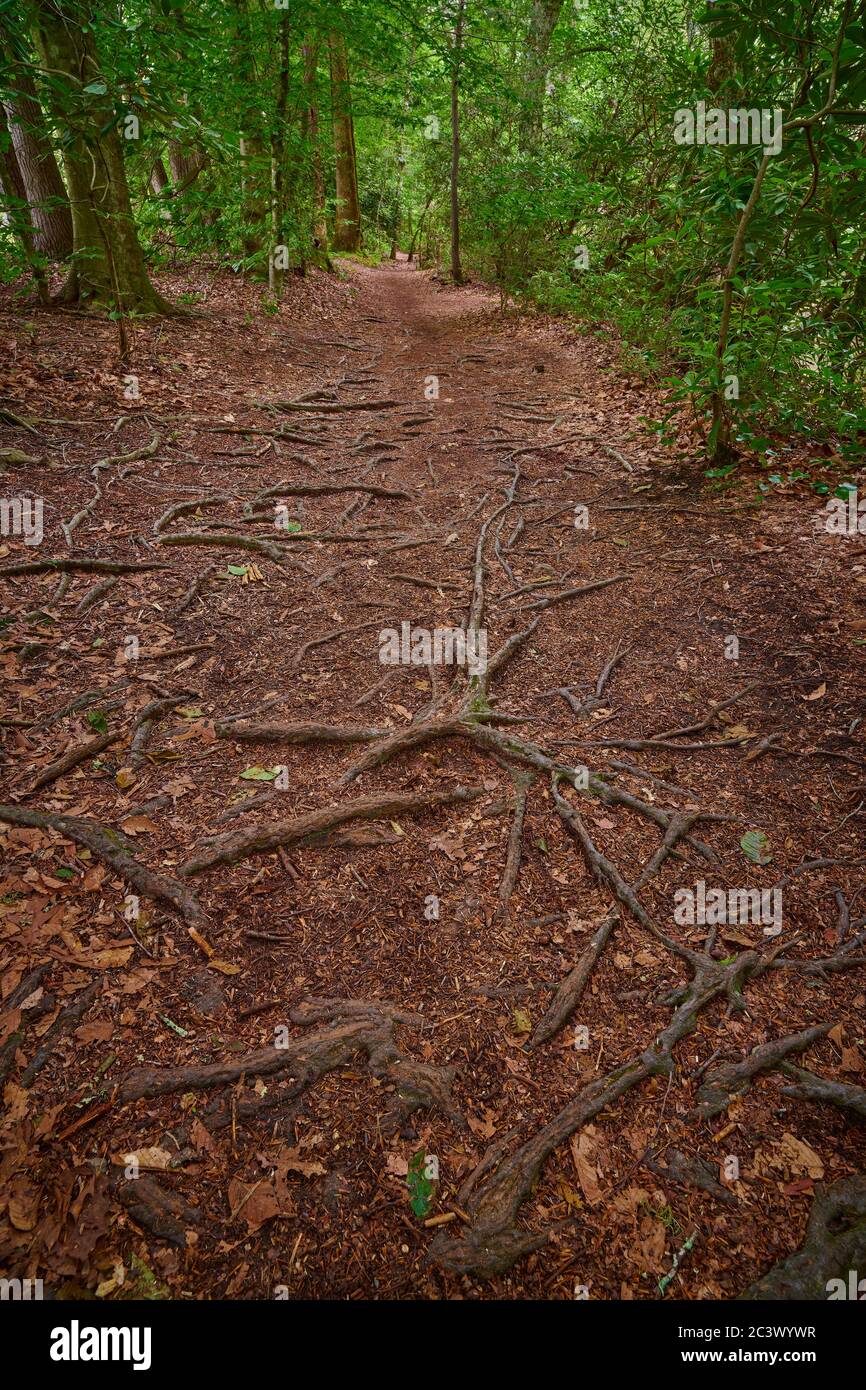 Tree roots on walking path in a lush forest Stock Photo - Alamy