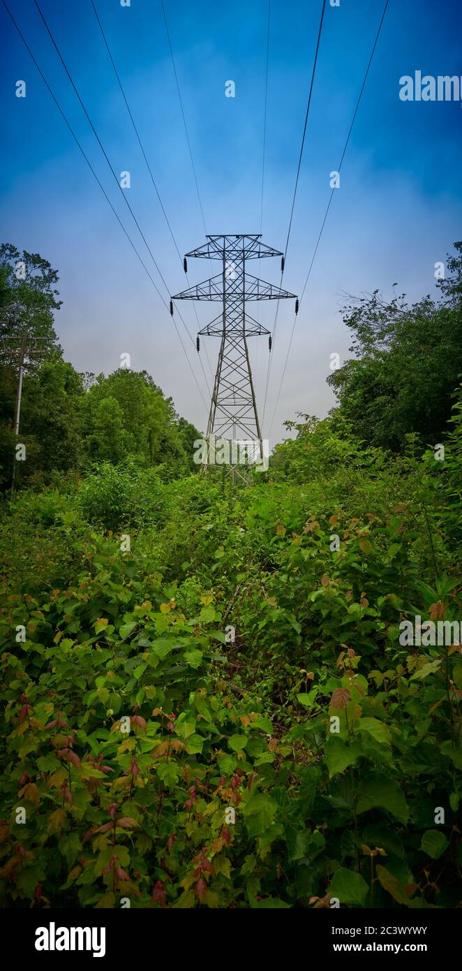 Transmission tower surounded by thick green vegitation Stock Photo - Alamy