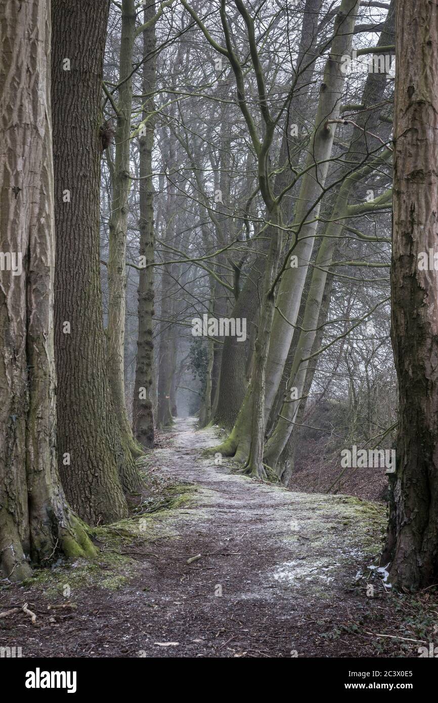 little path in the woods on a frosty morning Stock Photo - Alamy