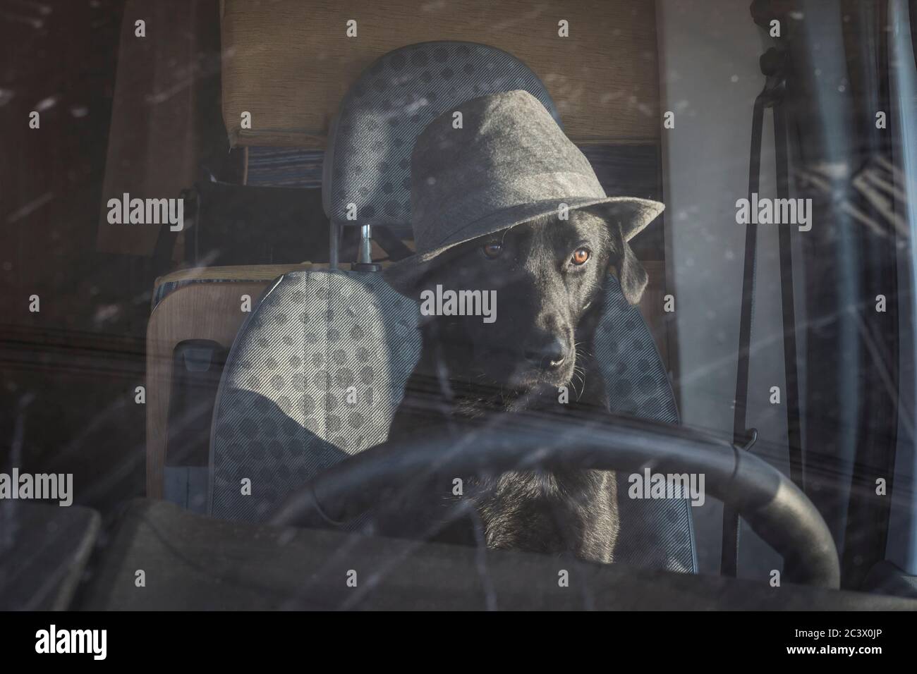 Labrador retriever in drivers seat hi-res stock photography and images ...