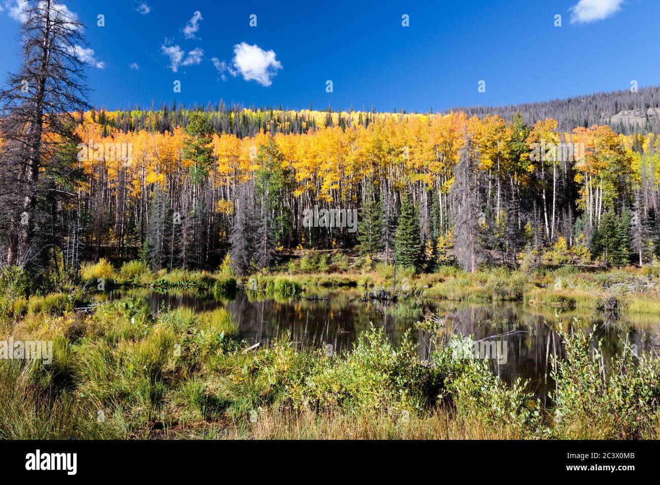 Aspen trees in the fall season Creede Colorado Stock Photo - Alamy
