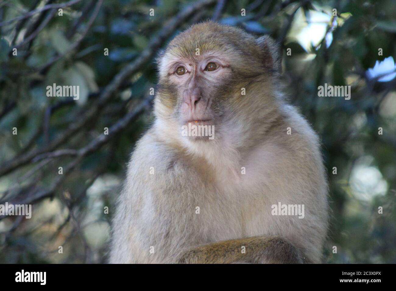 Natural habitat of camels hi-res stock photography and images - Alamy