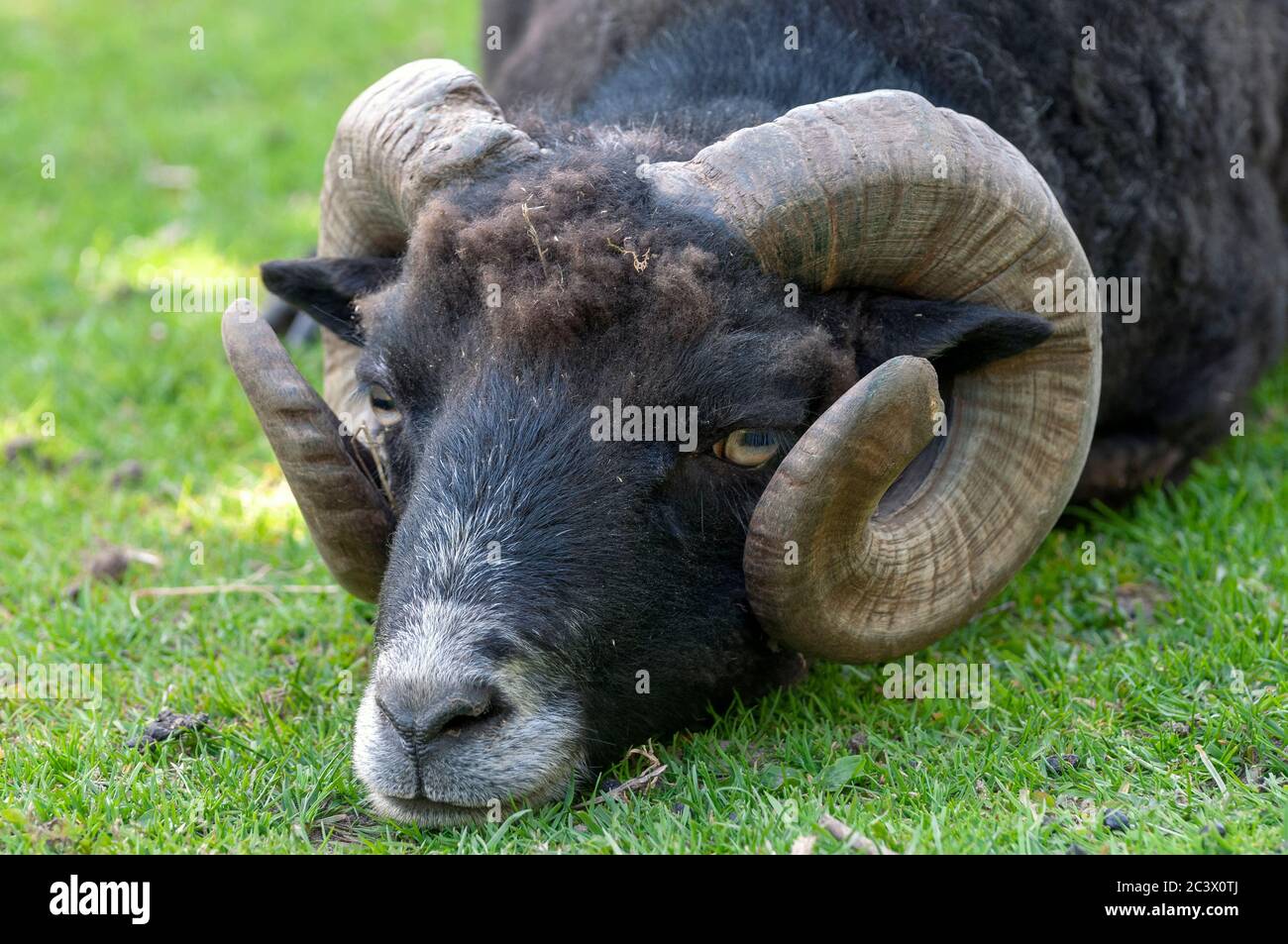 Dirty goat hi-res stock photography and images - Alamy