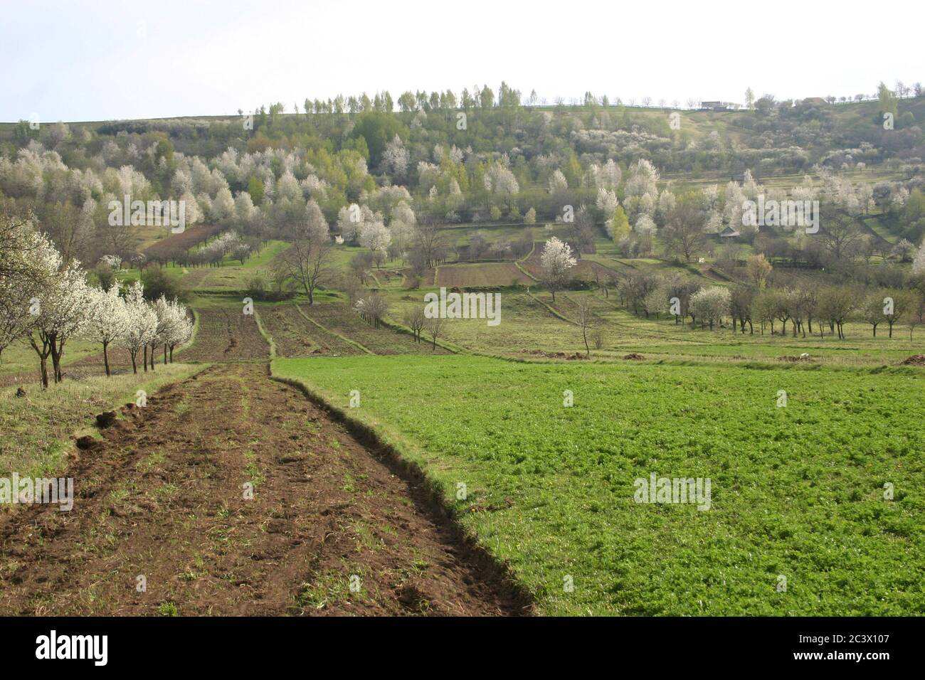 Spring landscape in Vrancea County, Romania. Agricultural land and ...