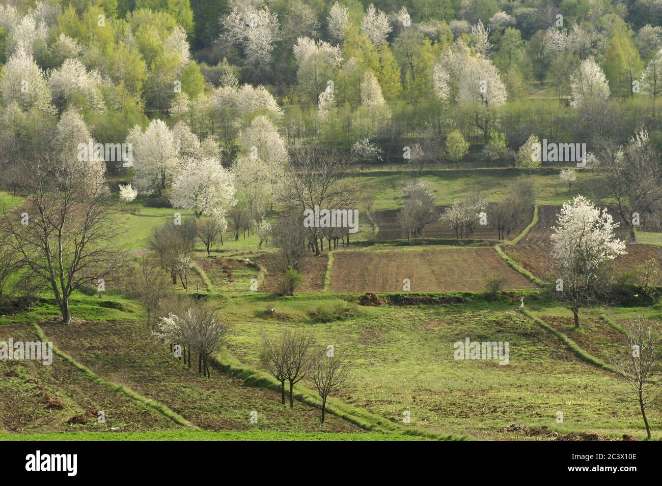 Spring landscape in Vrancea County, Romania. Agricultural land and ...