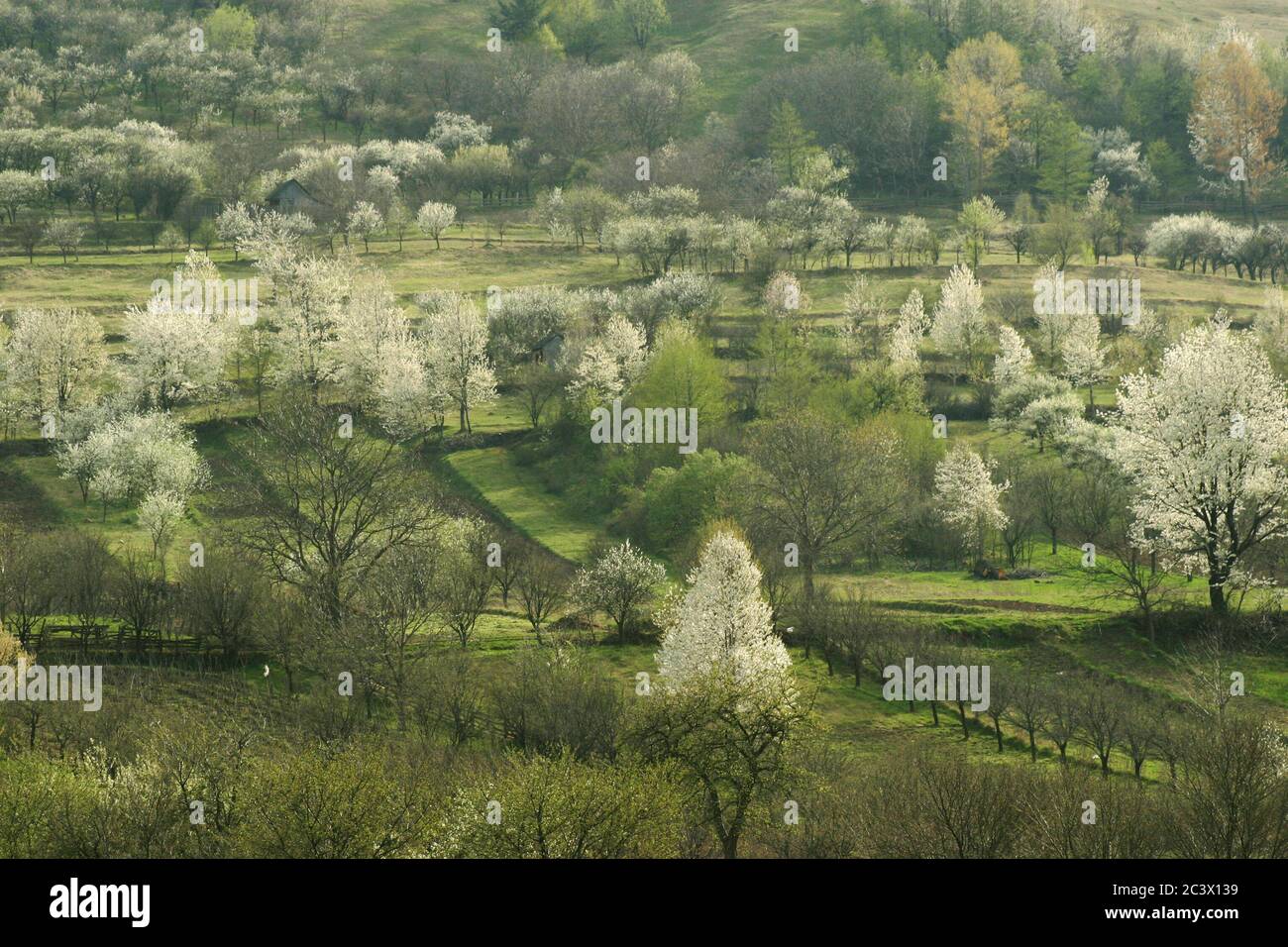 Spring landscape in Vrancea County, Romania. Agricultural land and ...
