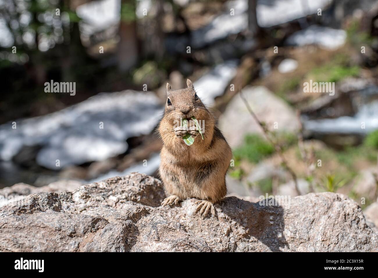 Wild Colorado Chipmunk, Tamias quadrivittatus, at Rocky Mountain ...