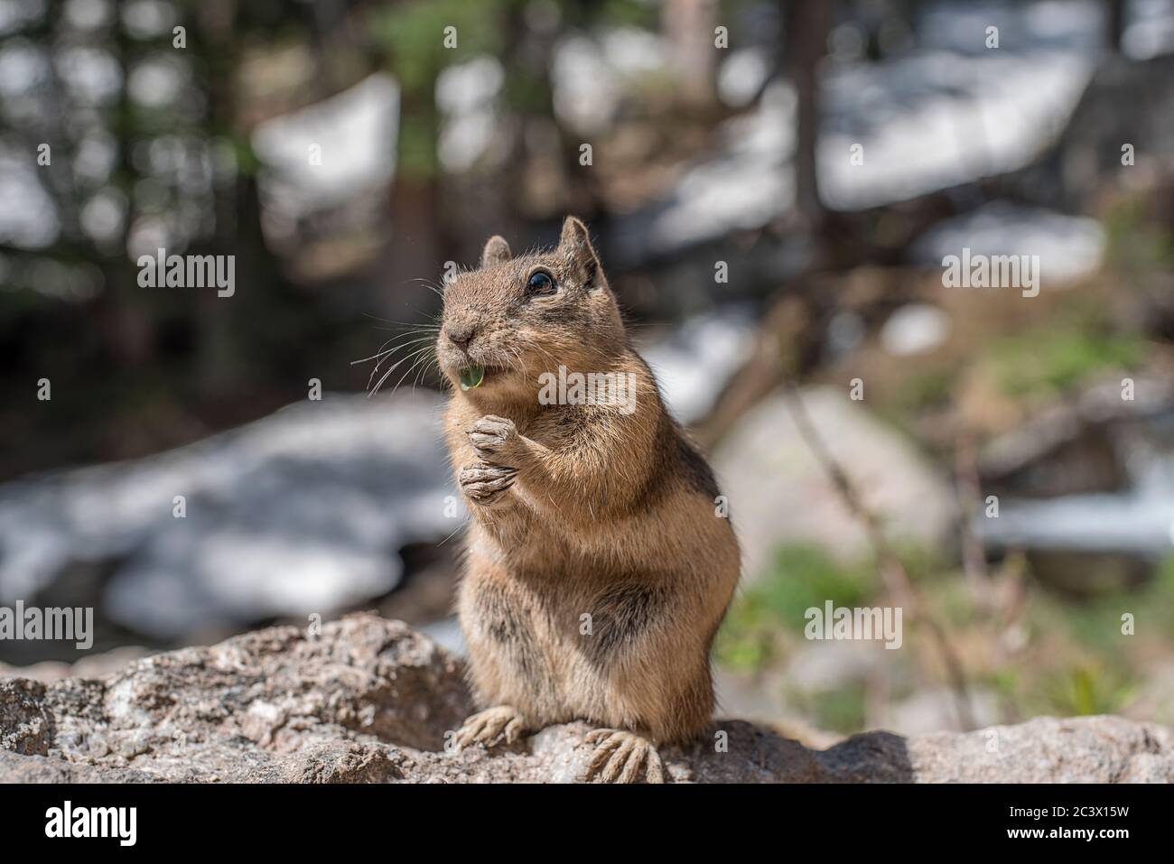 Wild Colorado Chipmunk, Tamias quadrivittatus, at Rocky Mountain ...