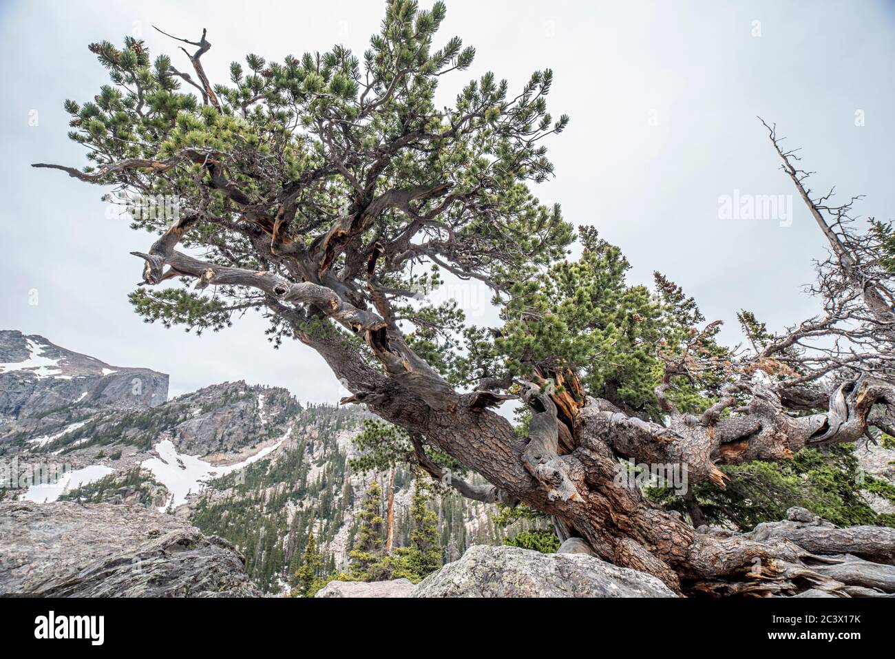 Wind-twisted Bristlecone Pine Growing in Granite in Rocky Mountain ...