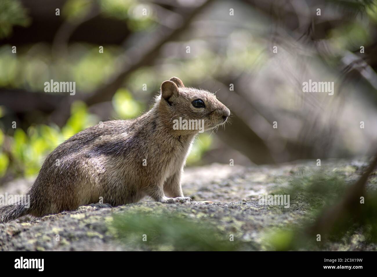 Wild Colorado Chipmunk, Tamias quadrivittatus, at Rocky Mountain ...