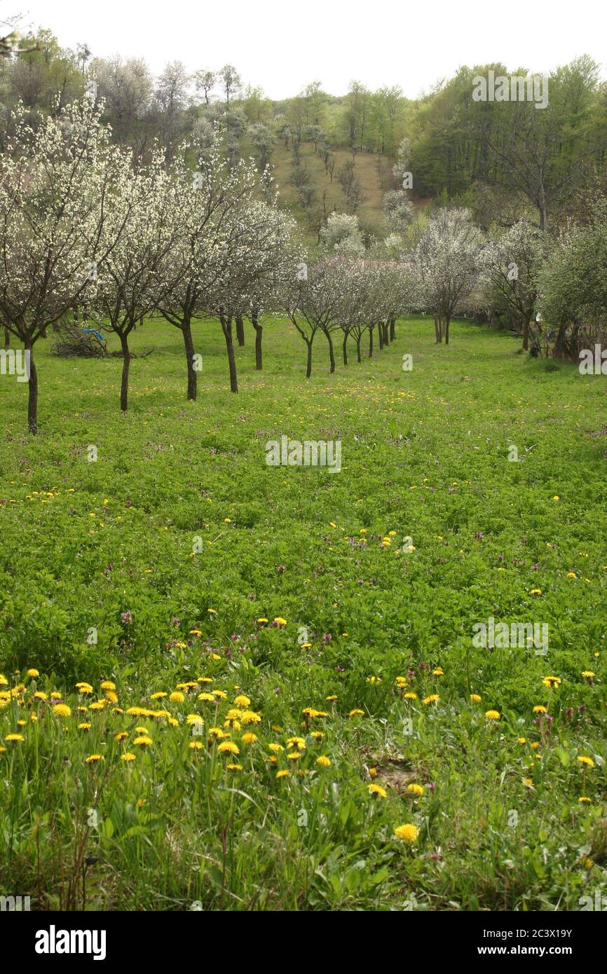 Orchard in the hills of Vrancea County, Romania. Fruit trees in bloom ...