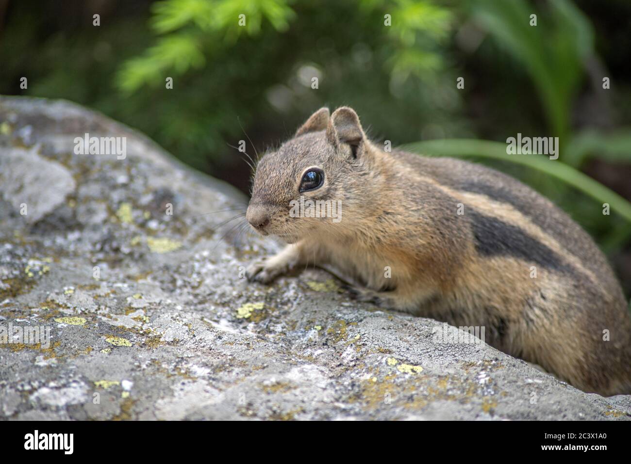 Least chipmunk close up hi-res stock photography and images - Alamy