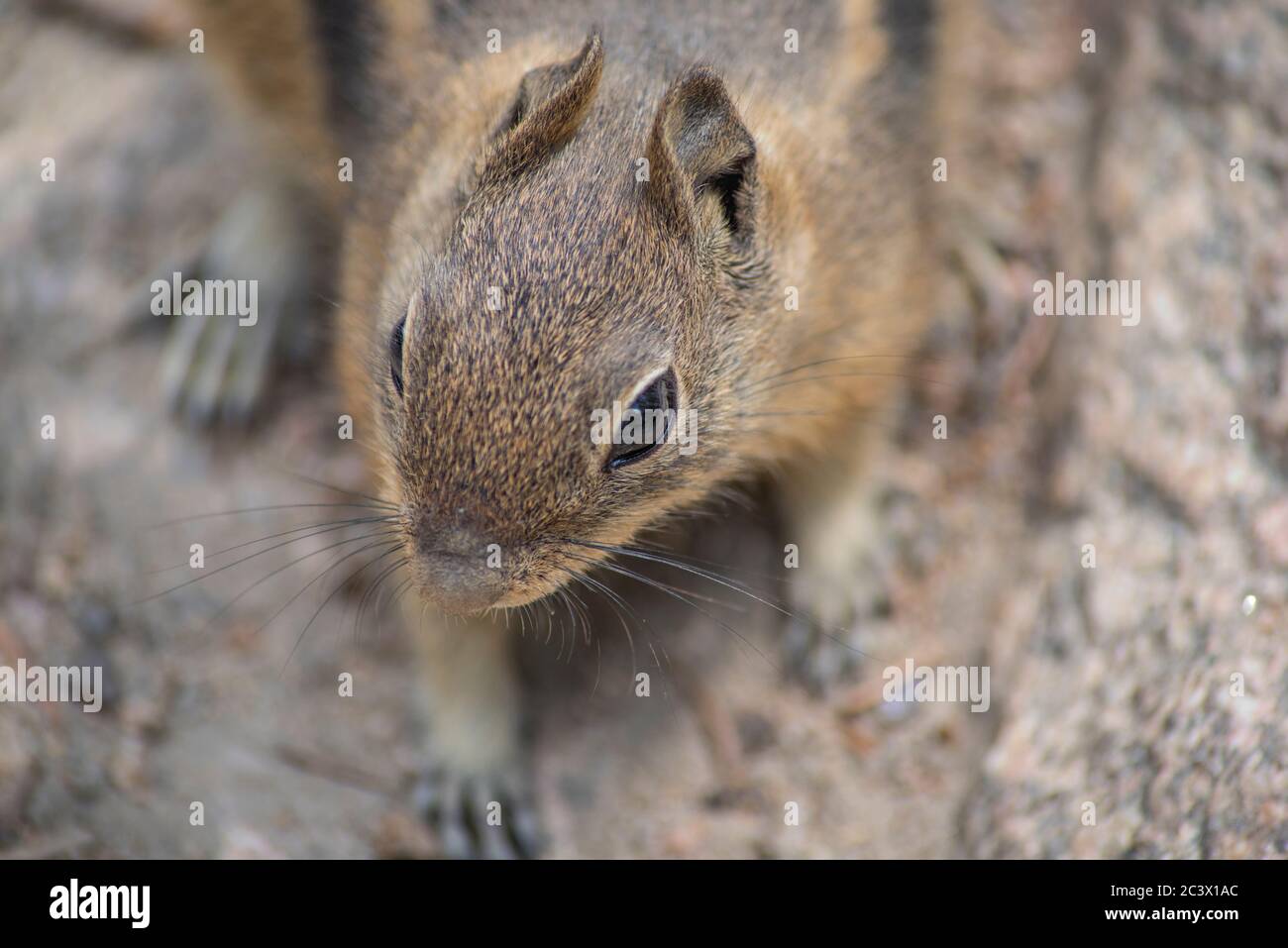 Wild Colorado Chipmunk, Tamias quadrivittatus, at Rocky Mountain ...