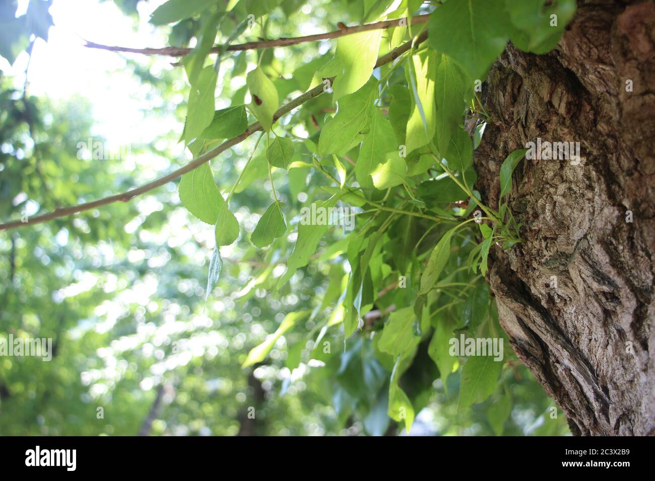 Forest tree. nature green wood sunlight background. Selective focus ...