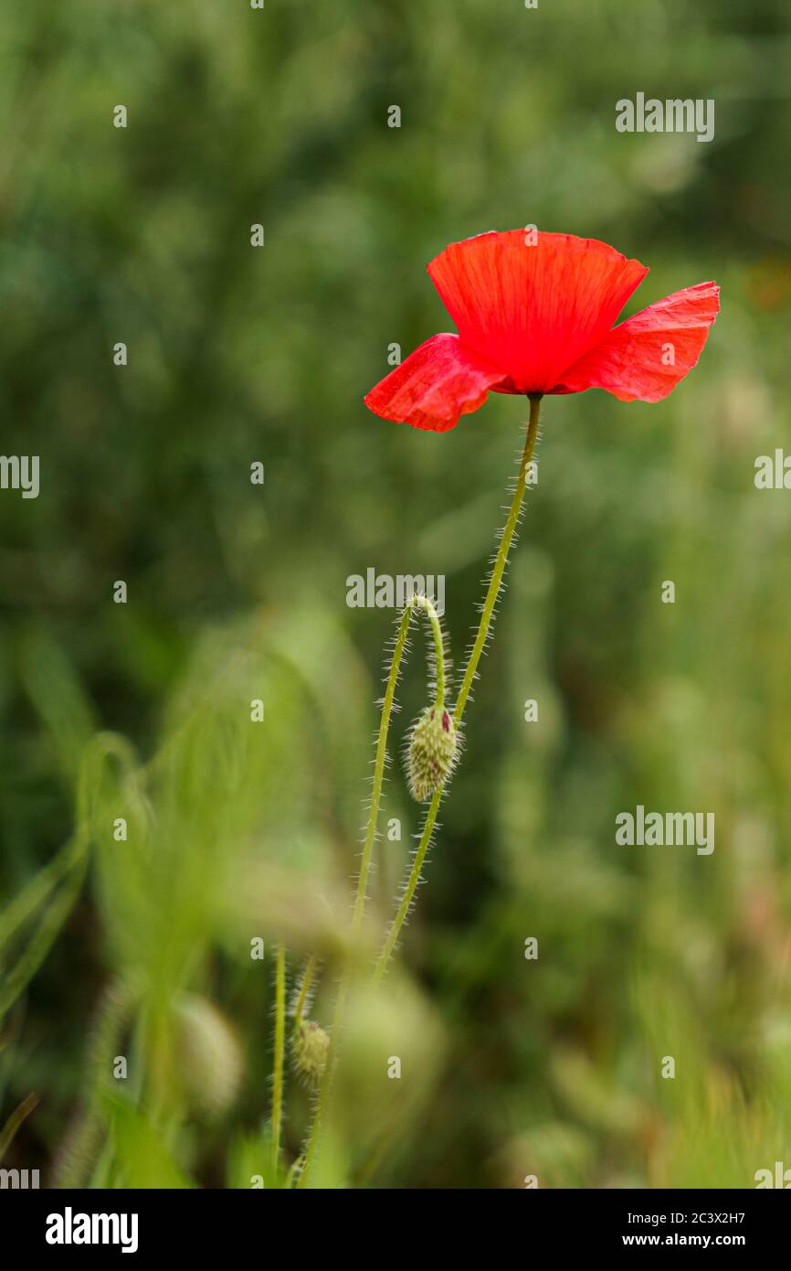 Single Red Poppy Stock Photo - Alamy