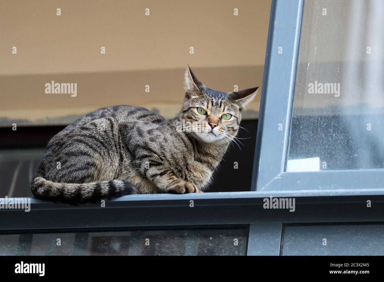 Tabby cat sitting on the balcony window and looking angry. Life of pets ...