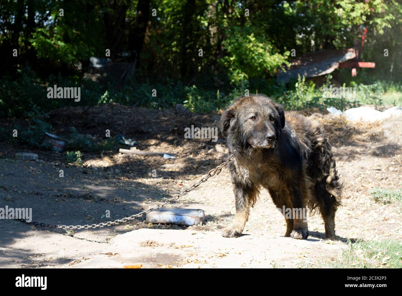 Chained wild animals hi-res stock photography and images - Alamy