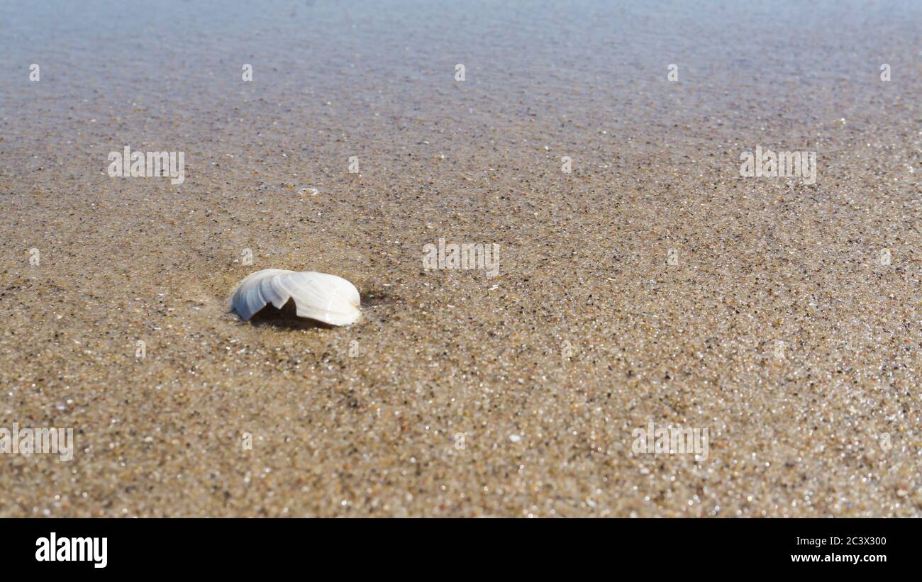 seashell in sand of baltic sea beach Stock Photo - Alamy