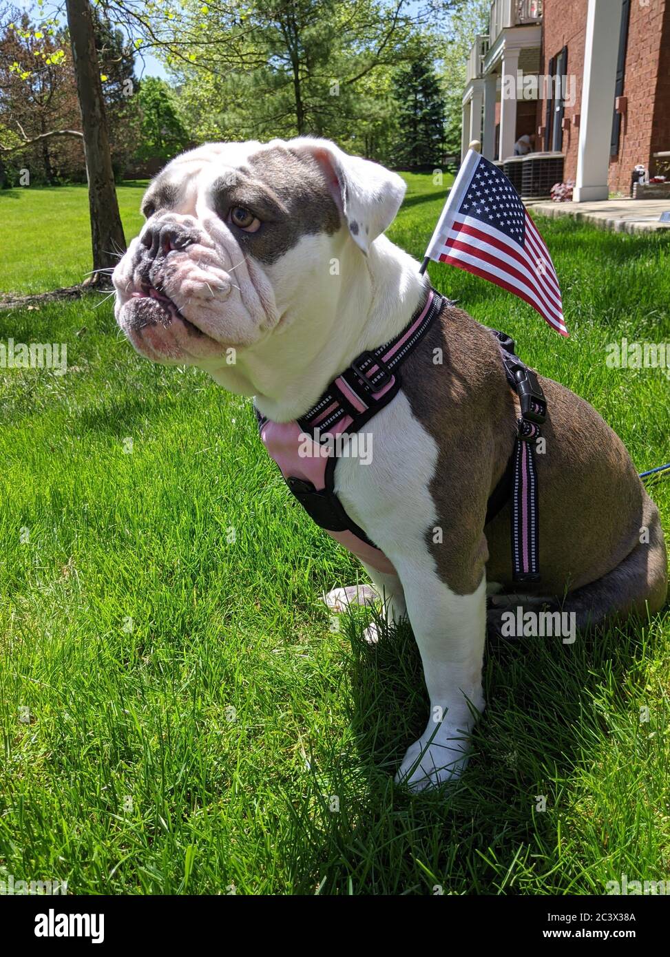 English bulldog wearing USA flag, 4th of july. Patriotic dog USA flag ...