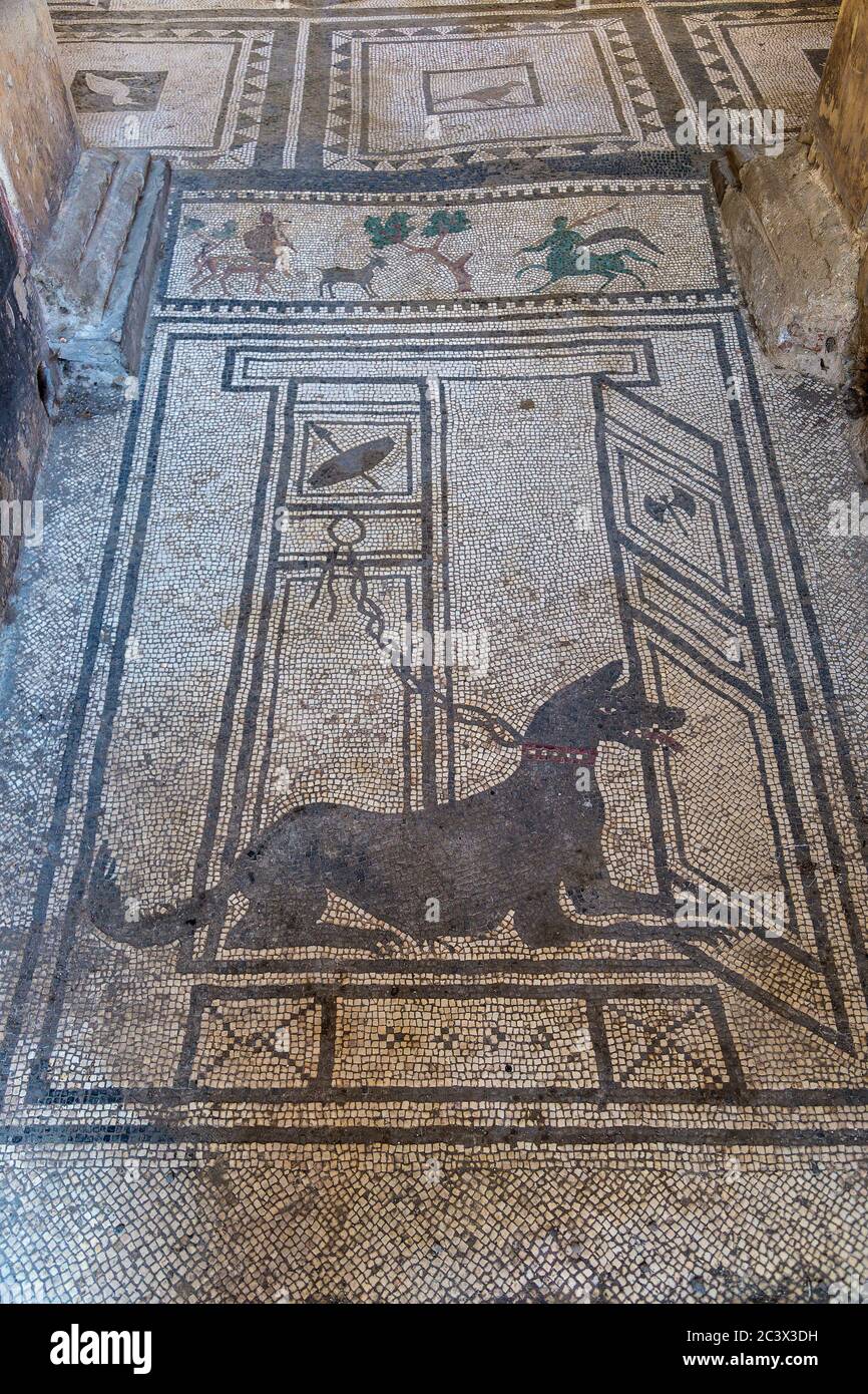 Pompeii Volcano Dog