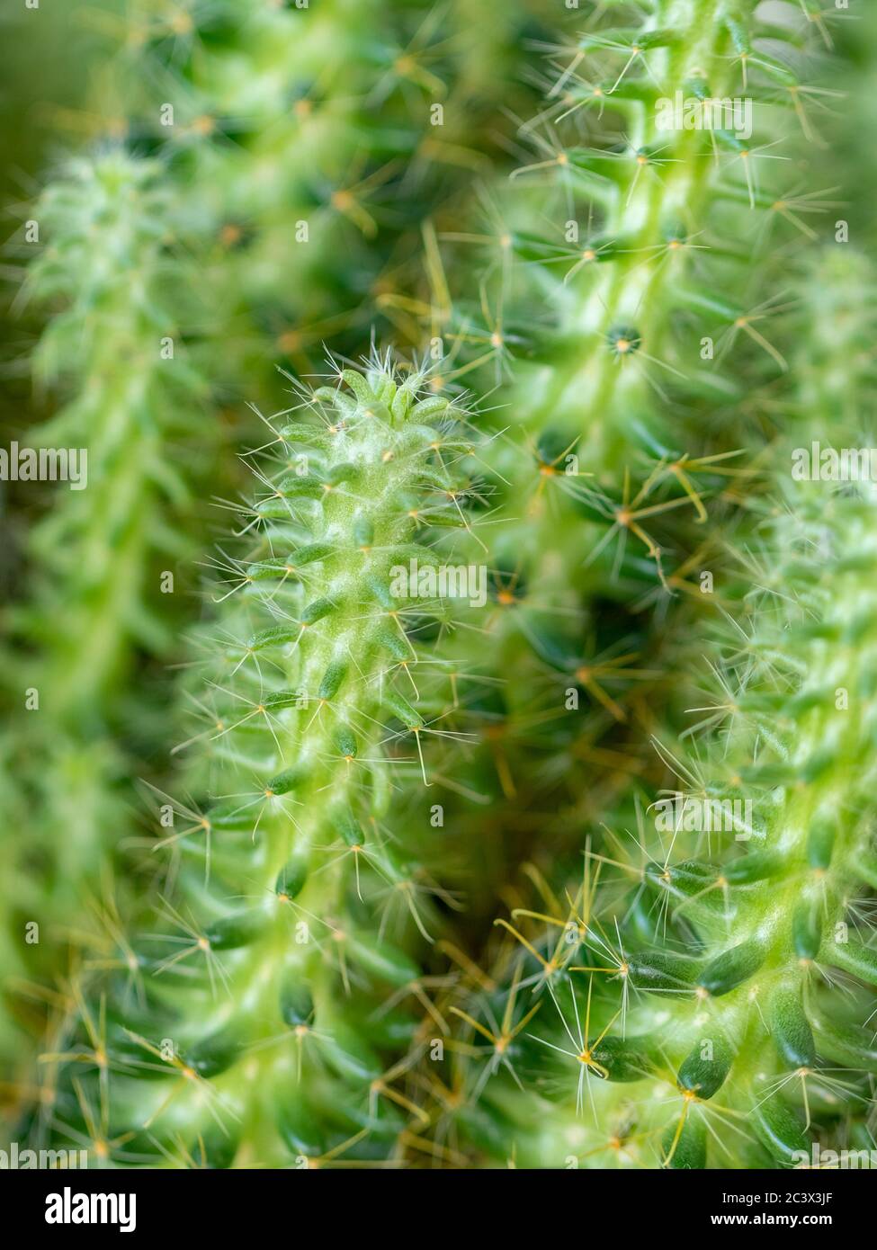 Green thorn cactus with long needle, macro shoot Stock Photo - Alamy