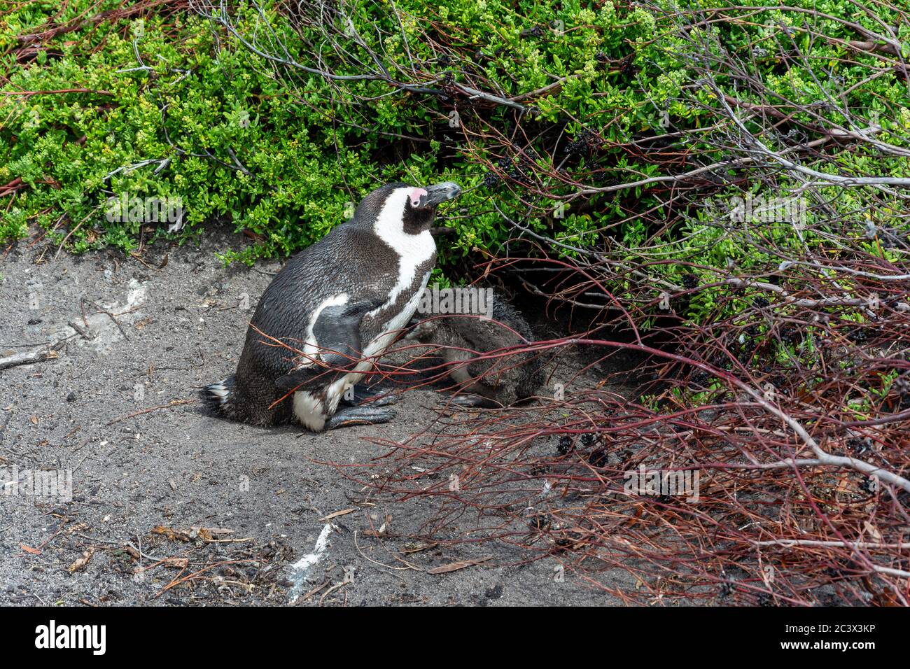 african penguin breeding and taking care of his baby, hide in a bush ...