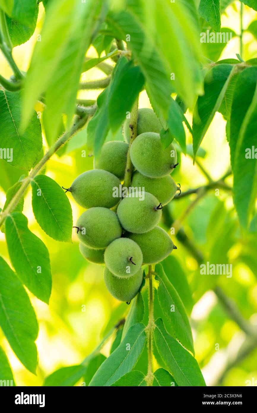 Green nuts on a tree. A lot of nuts on a tree Stock Photo - Alamy
