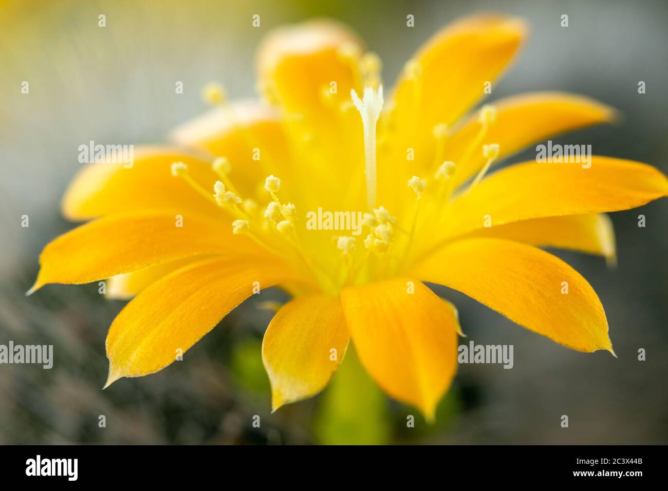 Yellow flower of cactus, closeup of blooming thorn plant Stock Photo ...