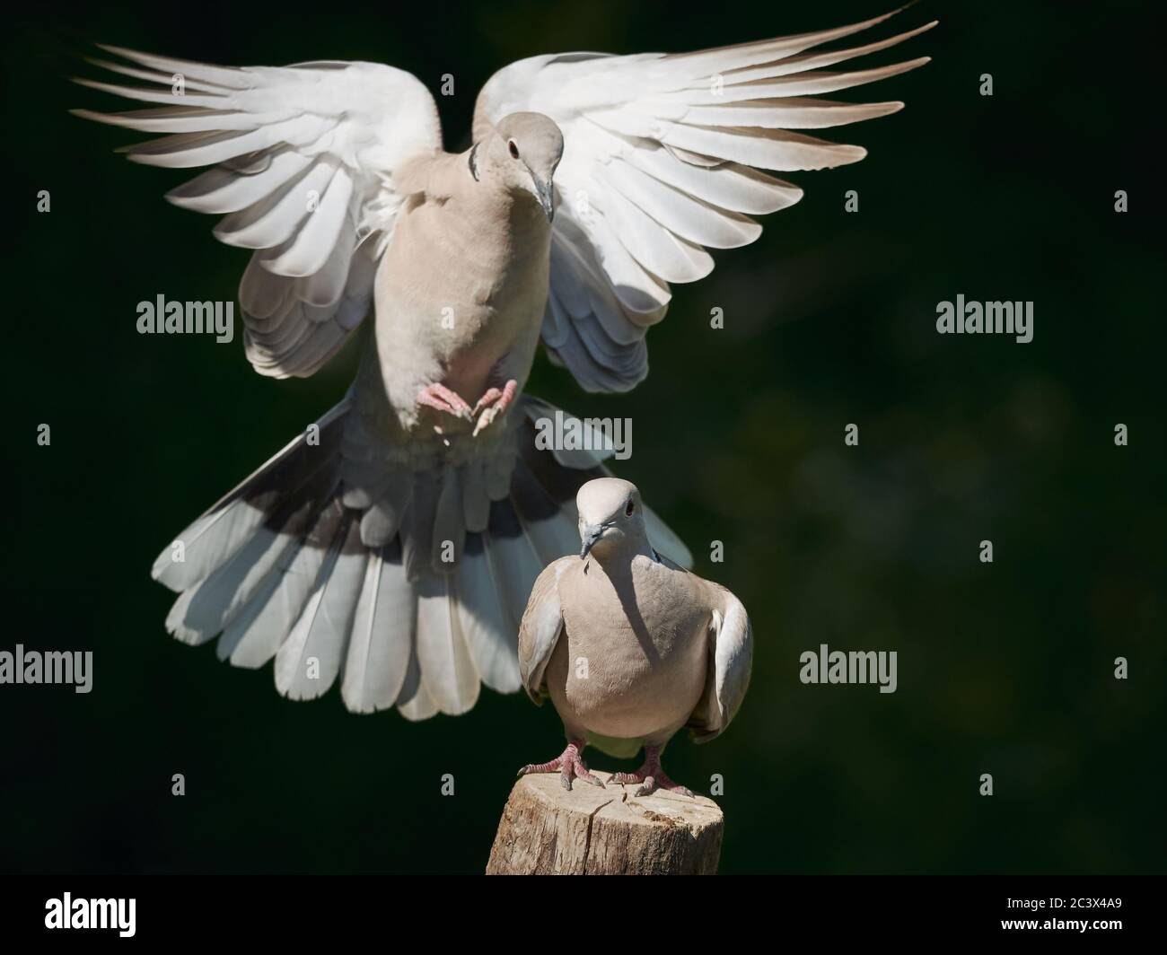 Collared dove with spread wings attacks a conspecific on a wood stump ...