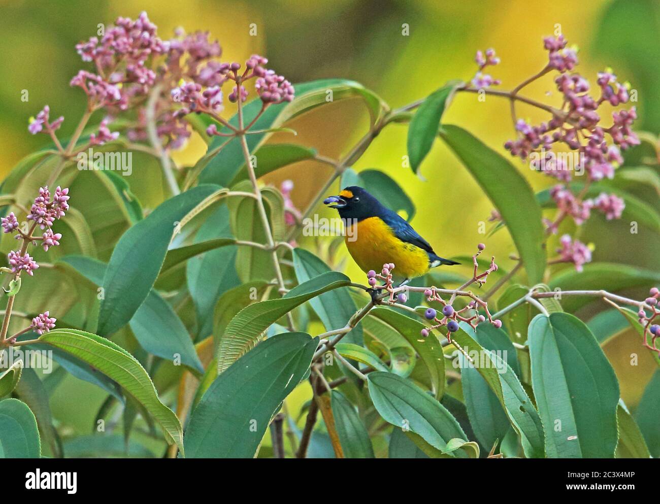 White-vented Euphonia (Euphonia minuta humilis) adult male feeding in ...