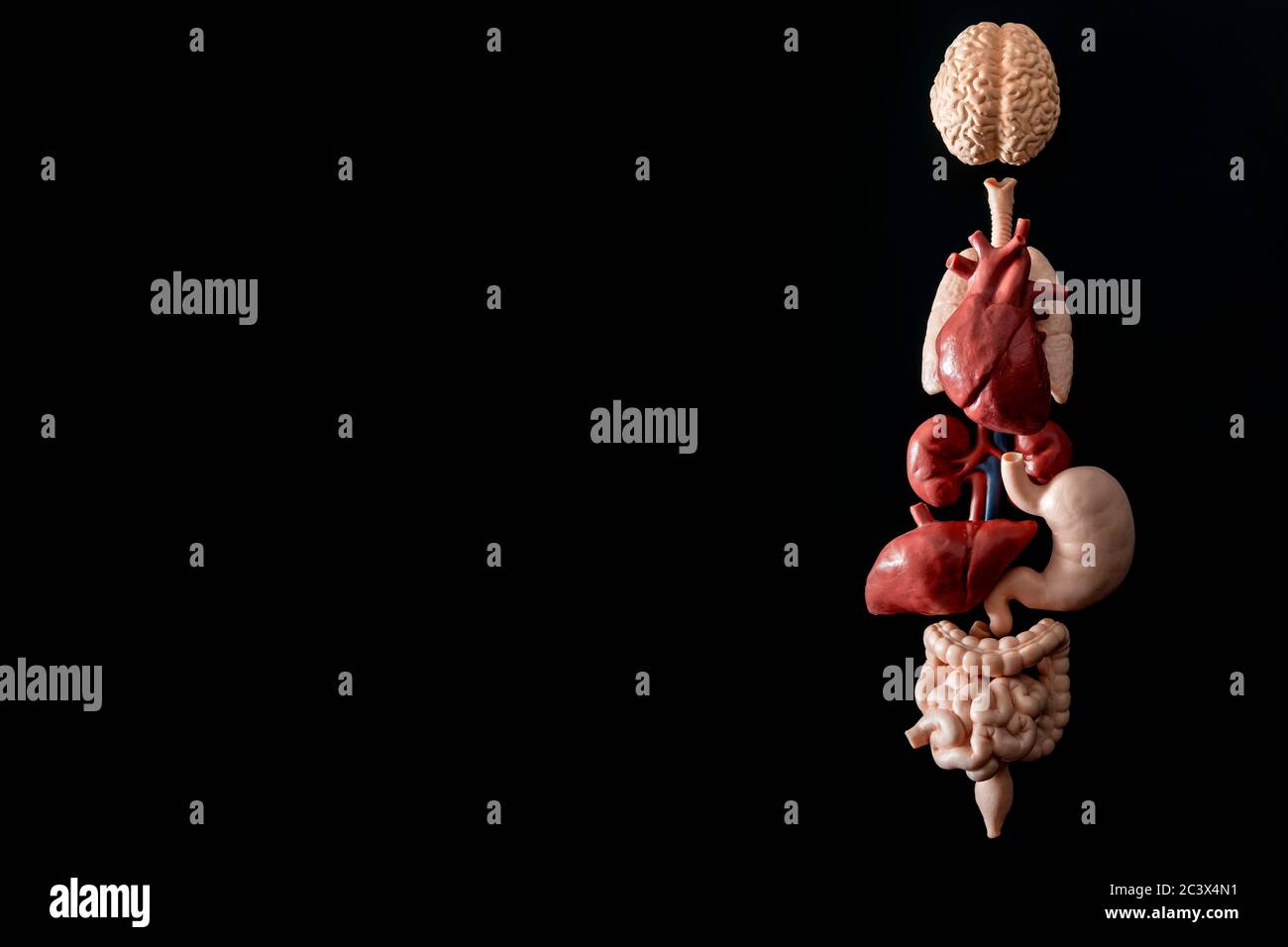 Human anatomy, organ transplant and medical science concept with a ...