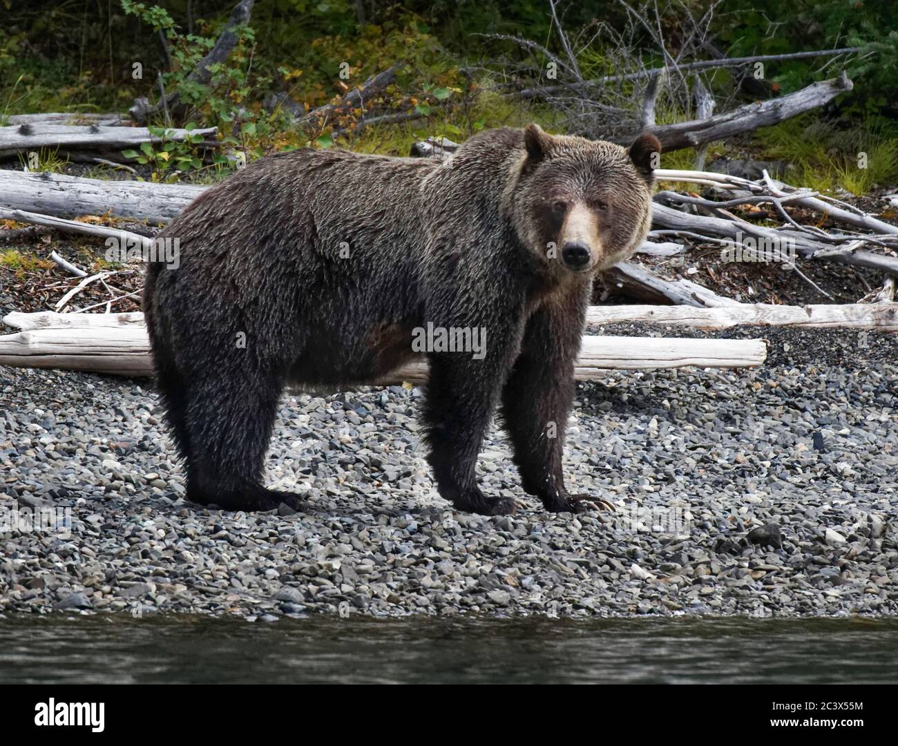 GRIZZLY BEAR IN WILDERNESS AREA Stock Photo - Alamy