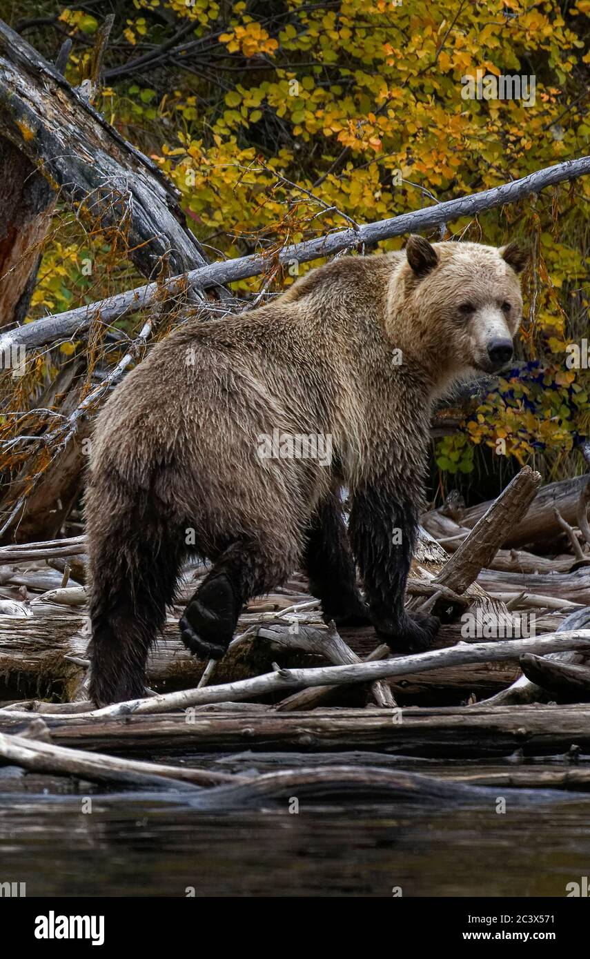 GRIZZLY BEAR IN WILDERNESS AREA Stock Photo - Alamy