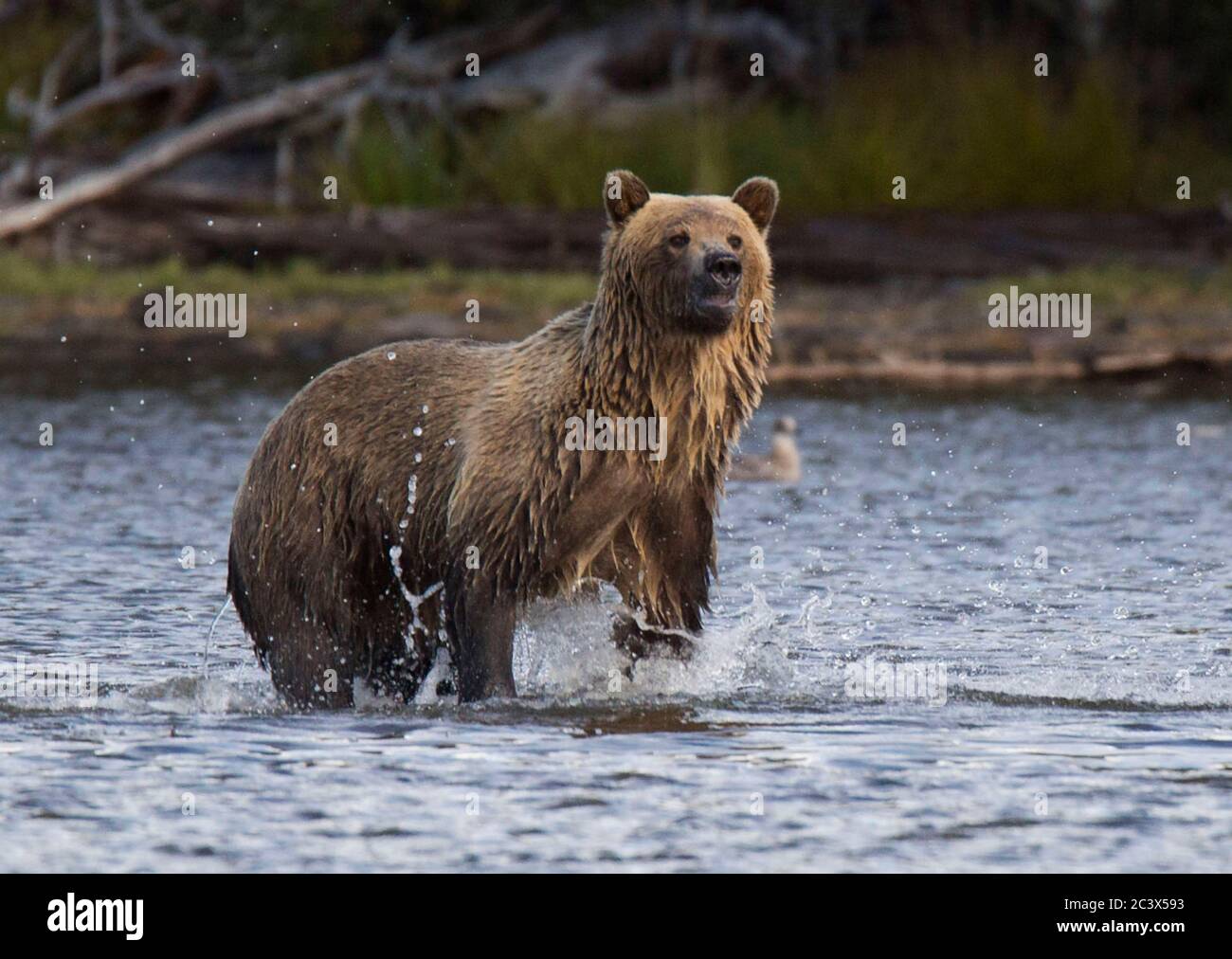 GRIZZLY BEAR IN WILDERNESS AREA Stock Photo - Alamy