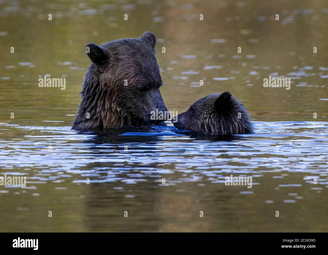 GRIZZLY BEARS CUBS LEARNING TO FISH Stock Photo - Alamy