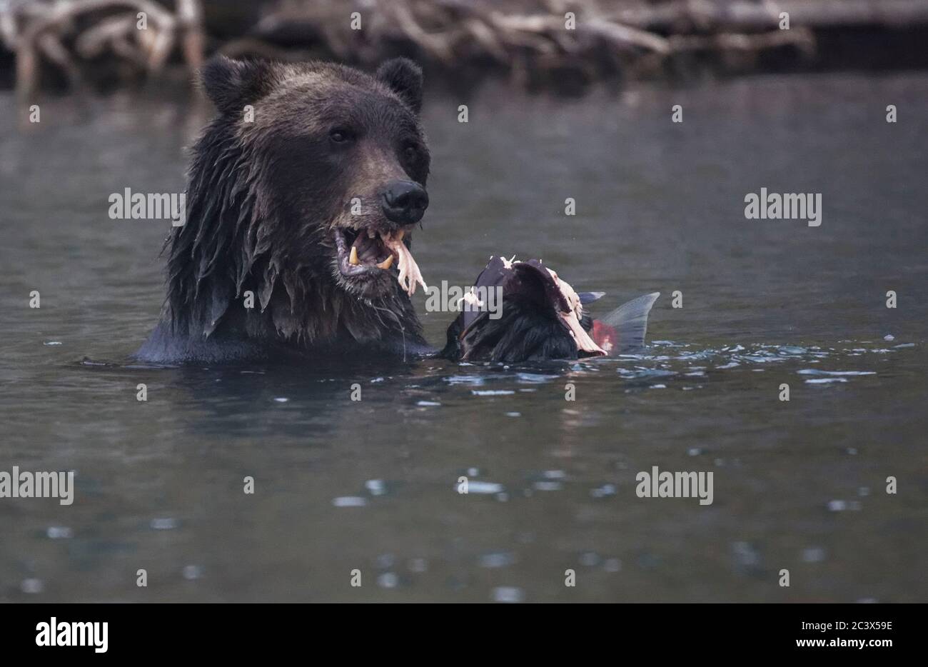 GRIZZLY BEARS CUBS LEARNING TO FISH Stock Photo - Alamy