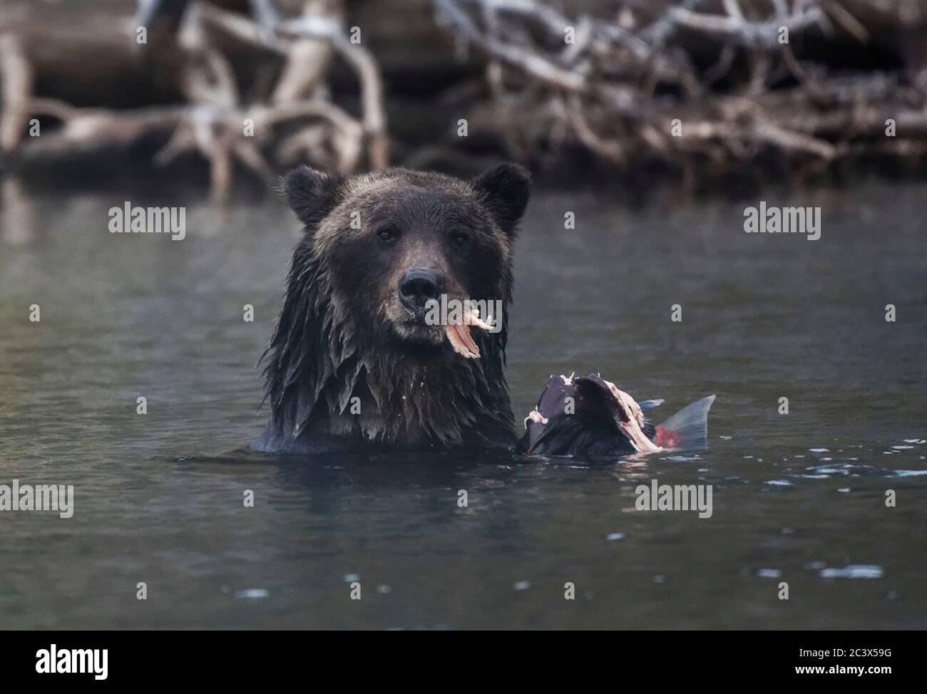 GRIZZLY BEARS CUBS LEARNING TO FISH Stock Photo - Alamy