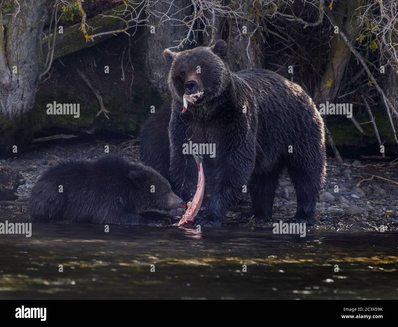 GRIZZLY BEARS CUBS LEARNING TO FISH Stock Photo - Alamy