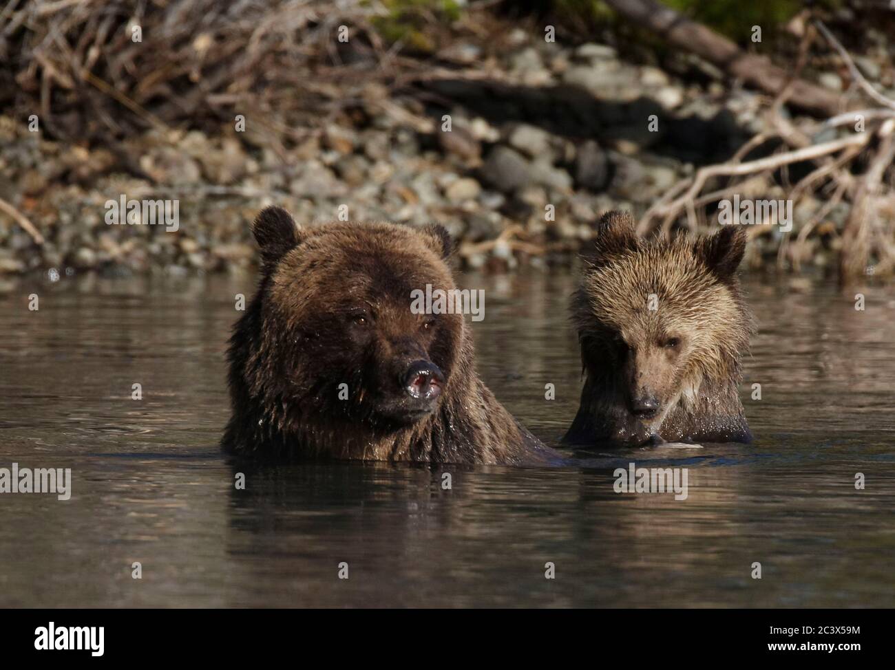 GRIZZLY BEAR IN WILDERNESS AREA Stock Photo - Alamy