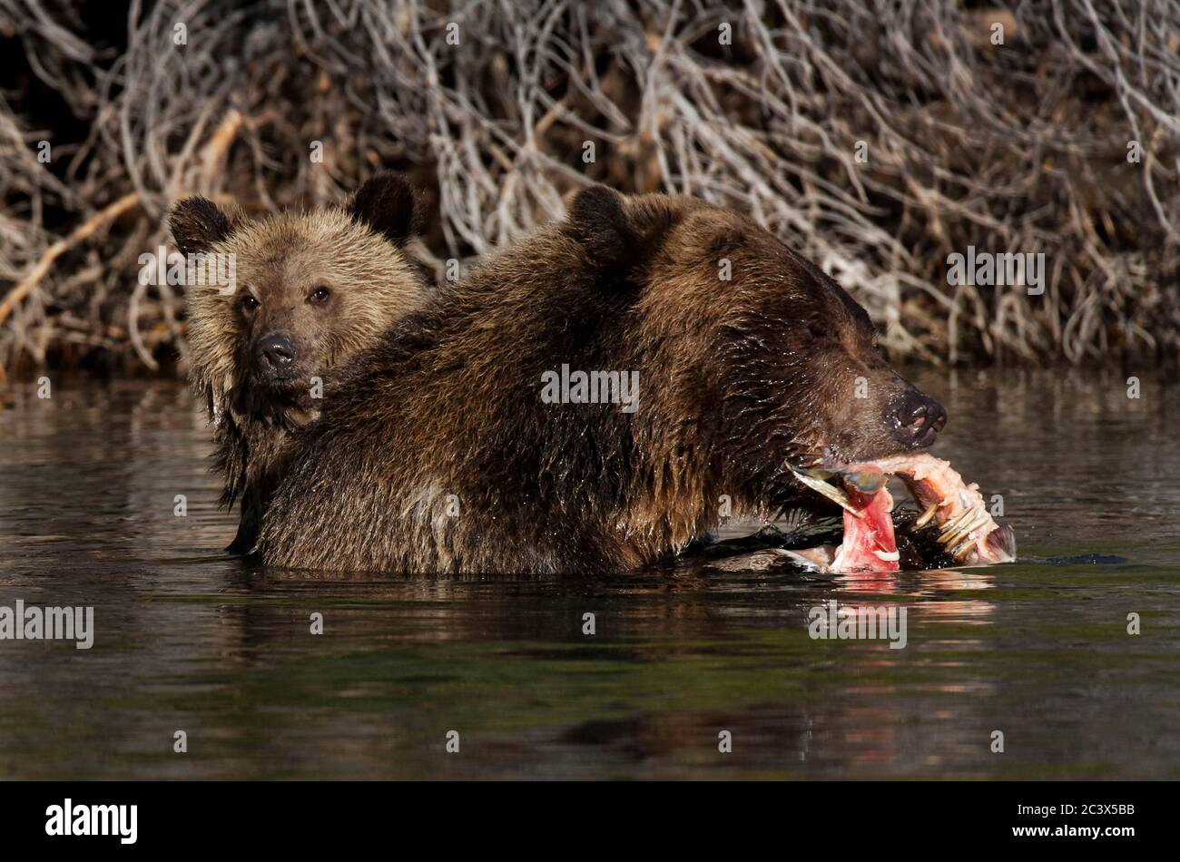 Chilko lake grizzly bear hi-res stock photography and images - Alamy